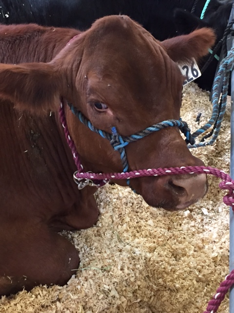 Pima County Fair – Animals – Consider Writing